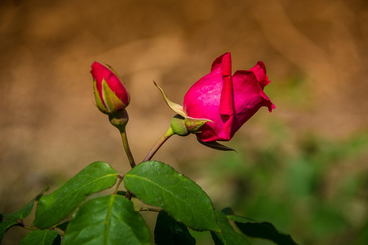 Merah Jambu Bunga - Foto gratis di Pixabay - Pixabay