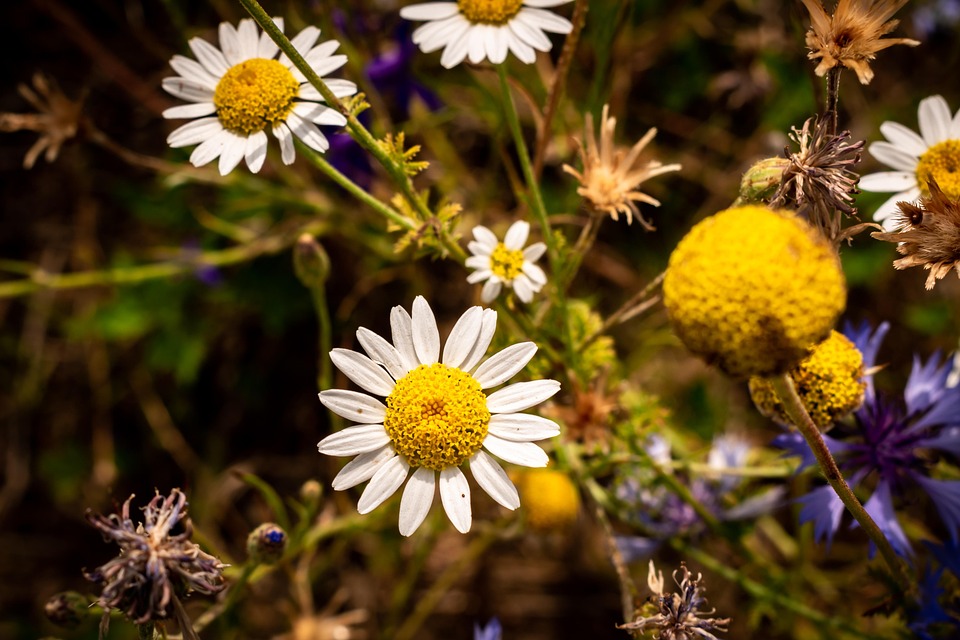 Daisies Wildflowers Meadow - Free photo on Pixabay