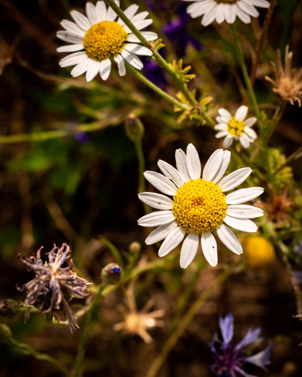 Marguerites Fleurs Sauvages - Photo gratuite sur Pixabay - Pixabay