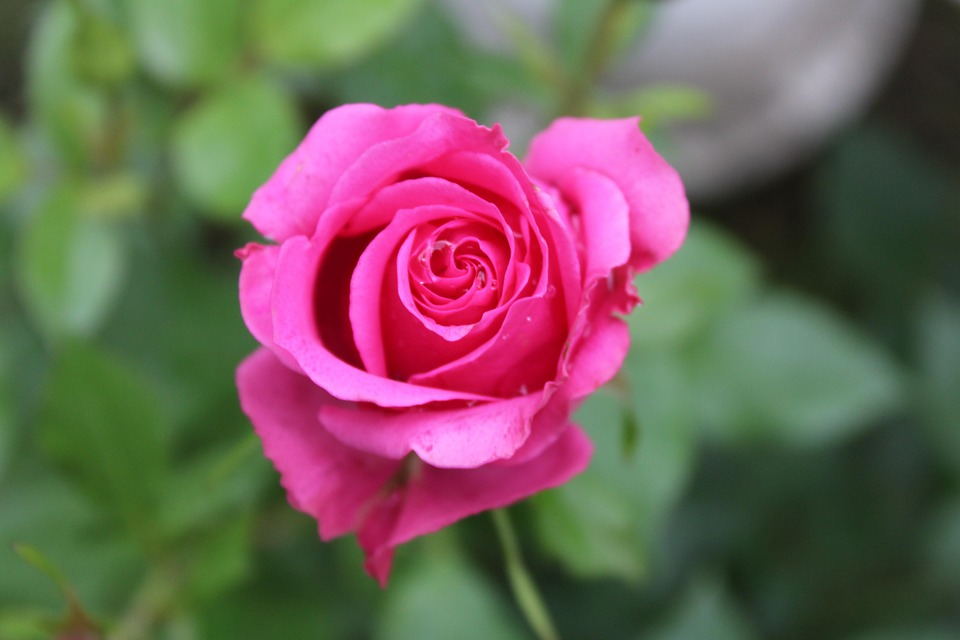 Fleur Rose Bloom - Photo gratuite sur Pixabay - Pixabay