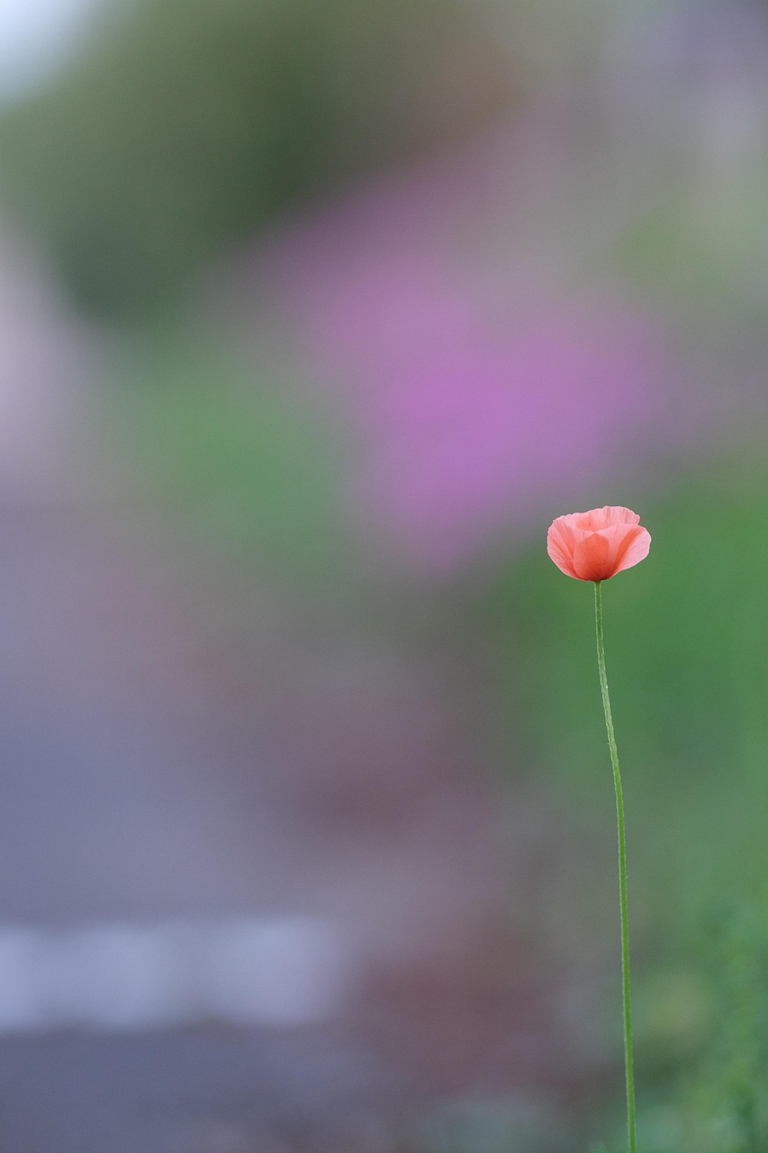 Poppy Flower Nature - Free photo on Pixabay