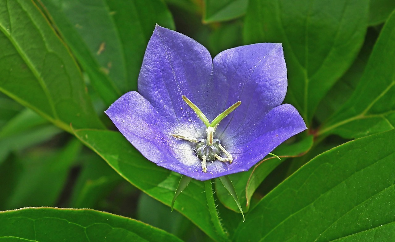 Bellflower Flower Blue - Free photo on Pixabay