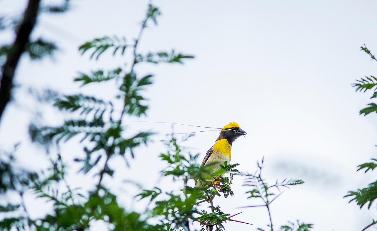 Vogel Wald Tierwelt - Kostenloses Foto auf Pixabay - Pixabay