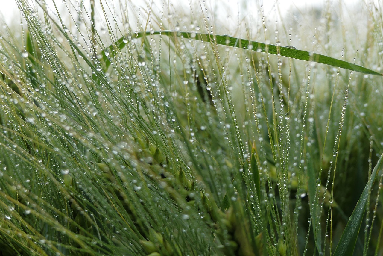 Field Class Corn - Free photo on Pixabay - Pixabay