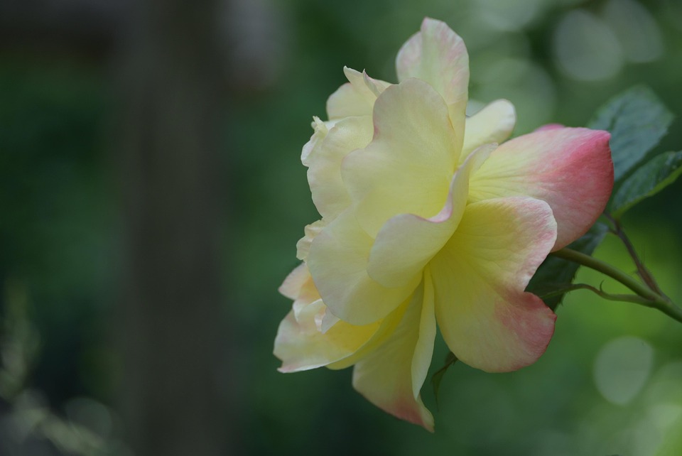 Gul Rose Roseblomst - Gratis foto på Pixabay - Pixabay