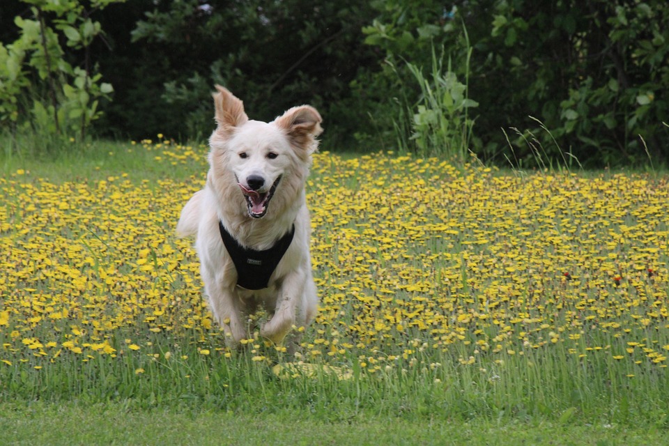 Dog Pet Friend - Free photo on Pixabay - Pixabay