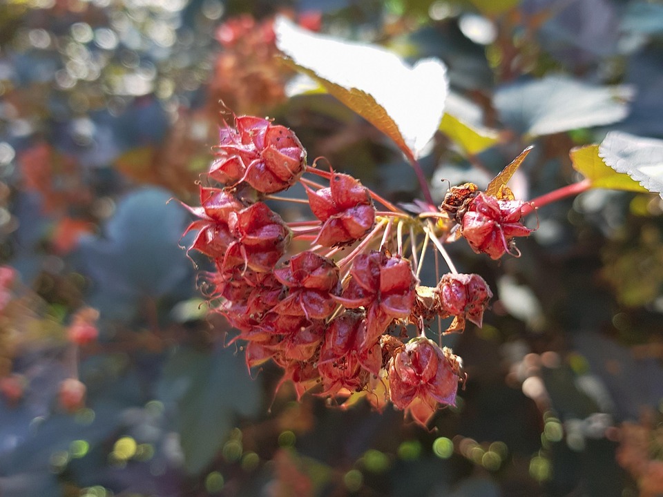 Plante Bush Rouge - Photo gratuite sur Pixabay - Pixabay