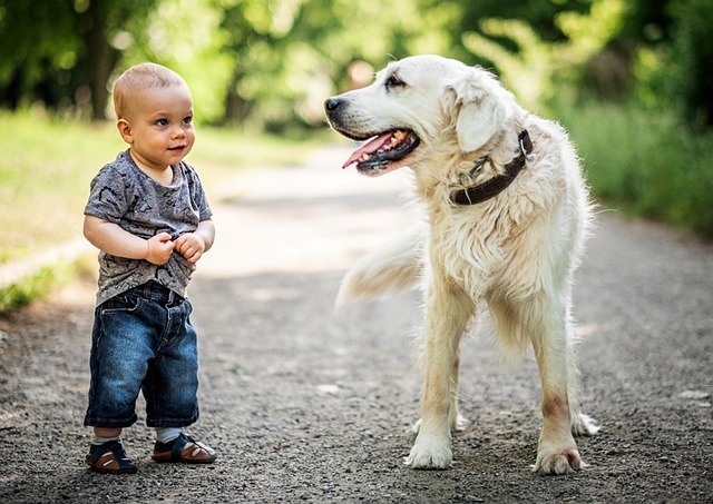 Little Boy Dog Outdoors - Free photo on Pixabay