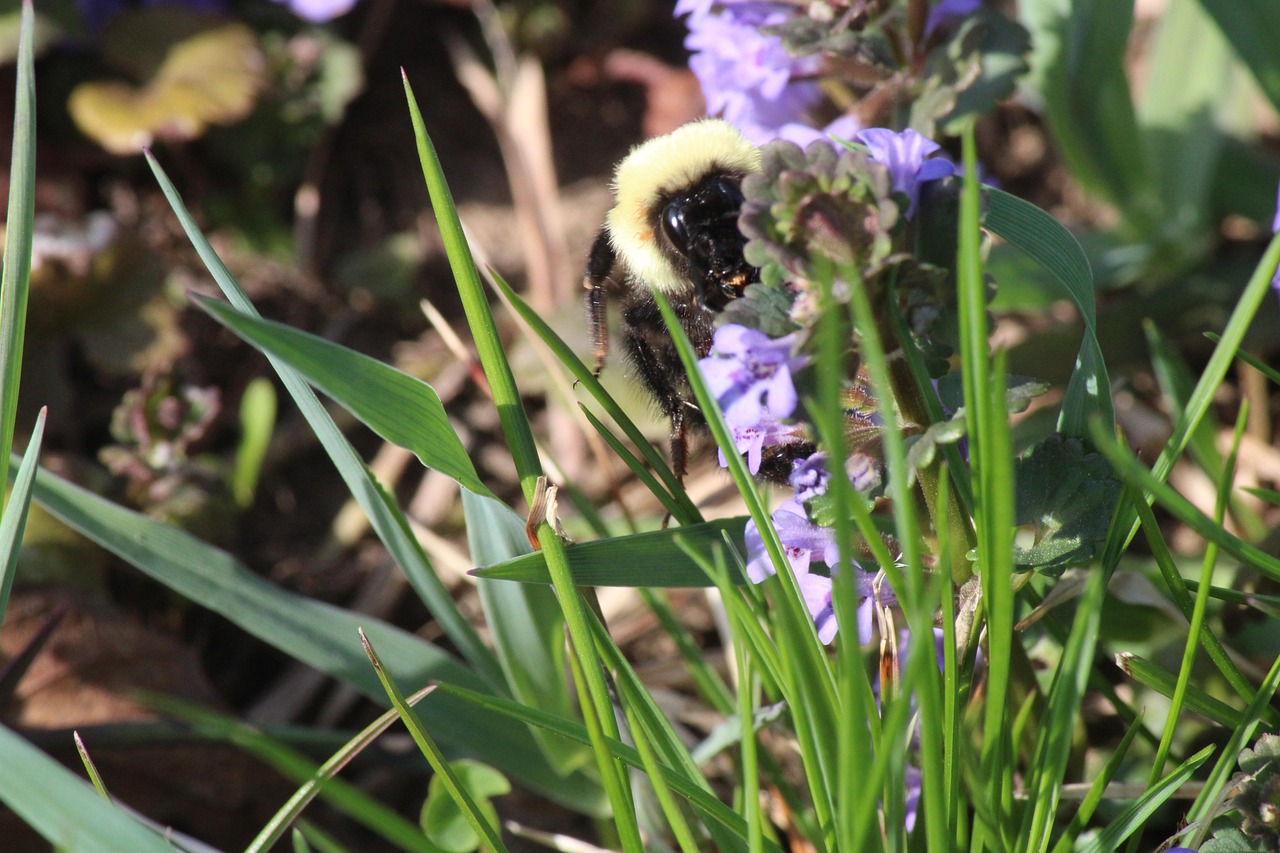 Más de 10 imágenes gratis de Abeille Romarin y Abeille - Pixabay