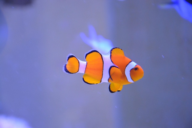 Clown Vis Amphiprioninae - Gratis foto op Pixabay - Pixabay