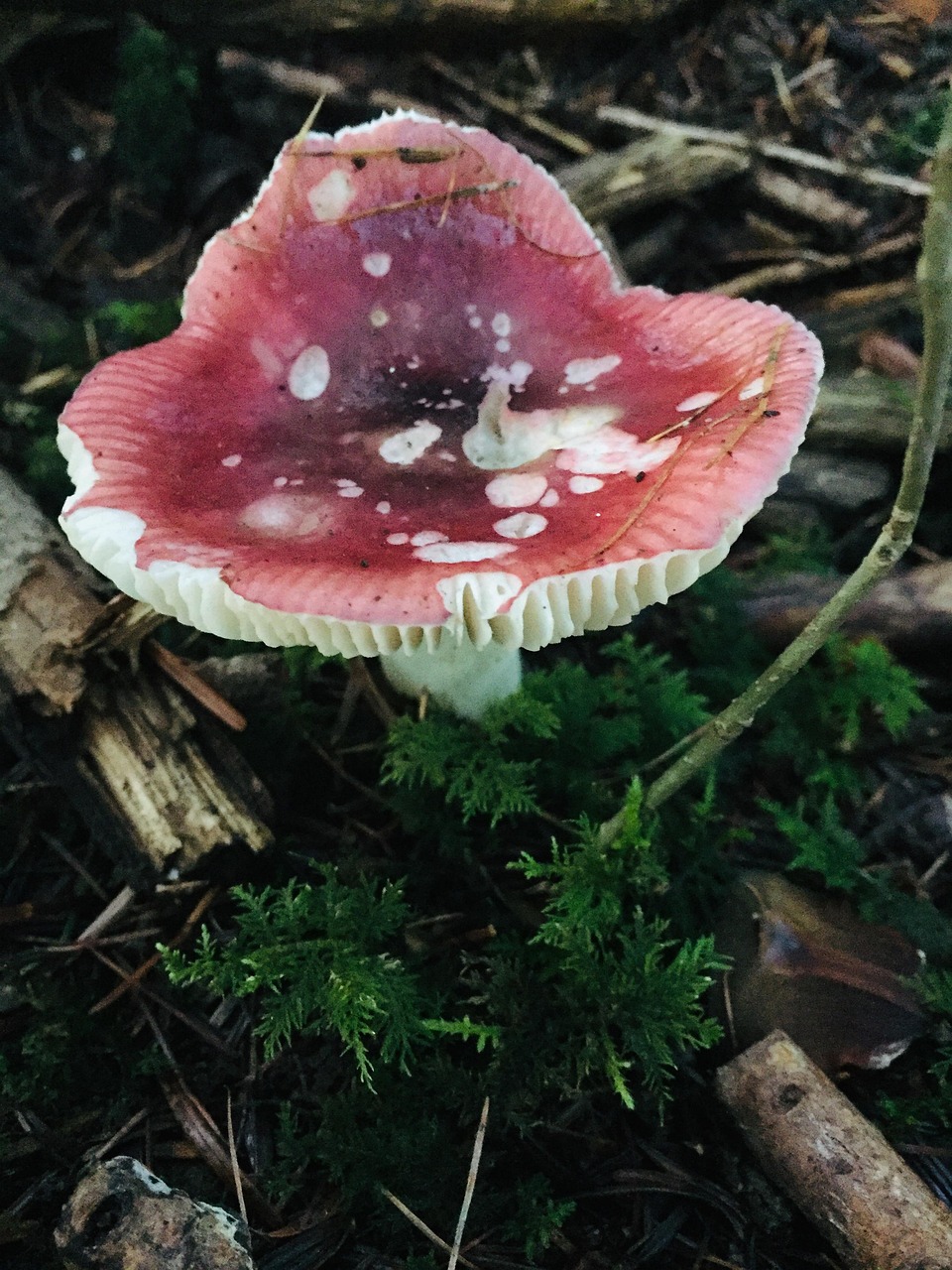 Mushroom Forest Fall - Free photo on Pixabay - Pixabay