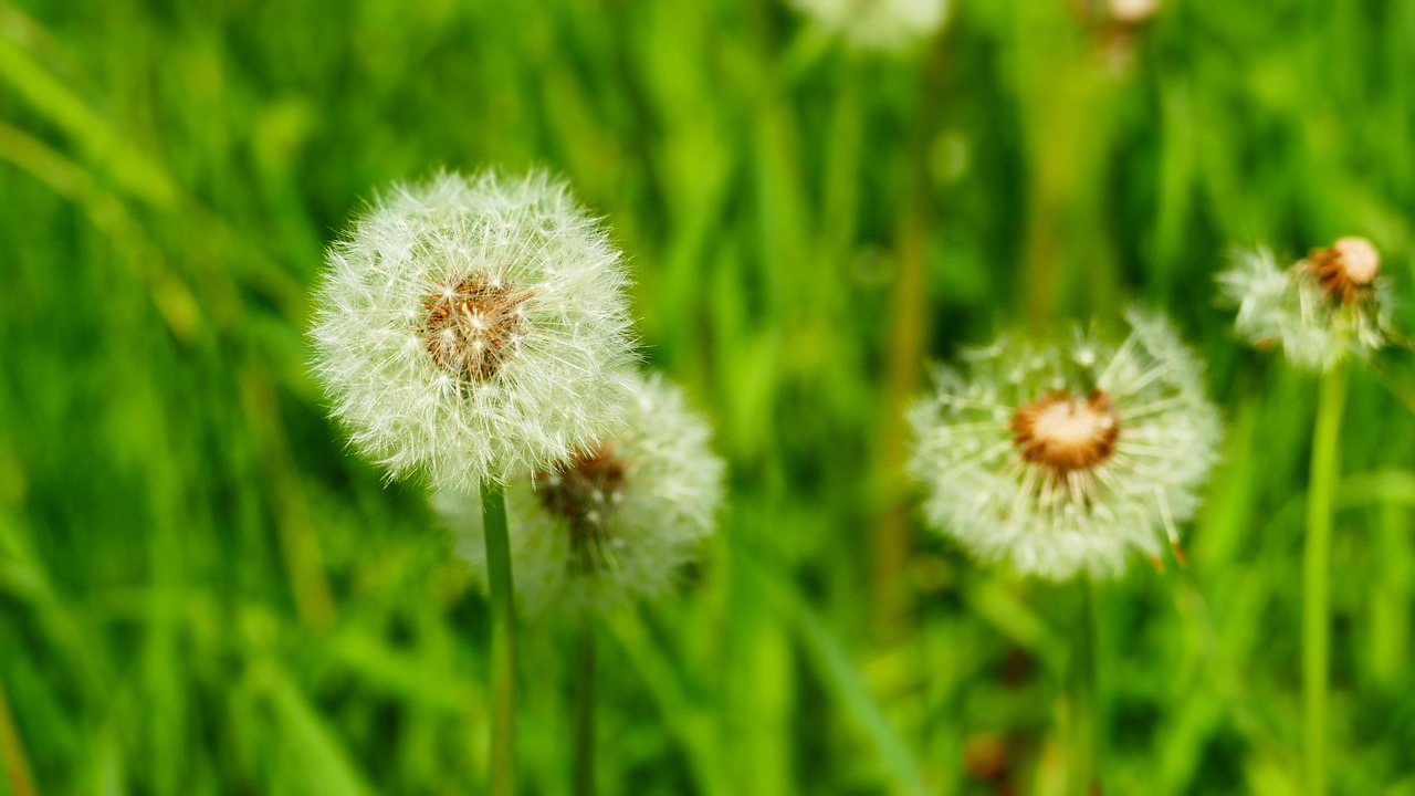 Bunga-Bunga Dandelion Padang - Foto gratis di Pixabay - Pixabay