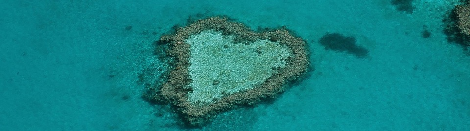 Coral Oceano Mar - Foto gratuita no Pixabay - Pixabay