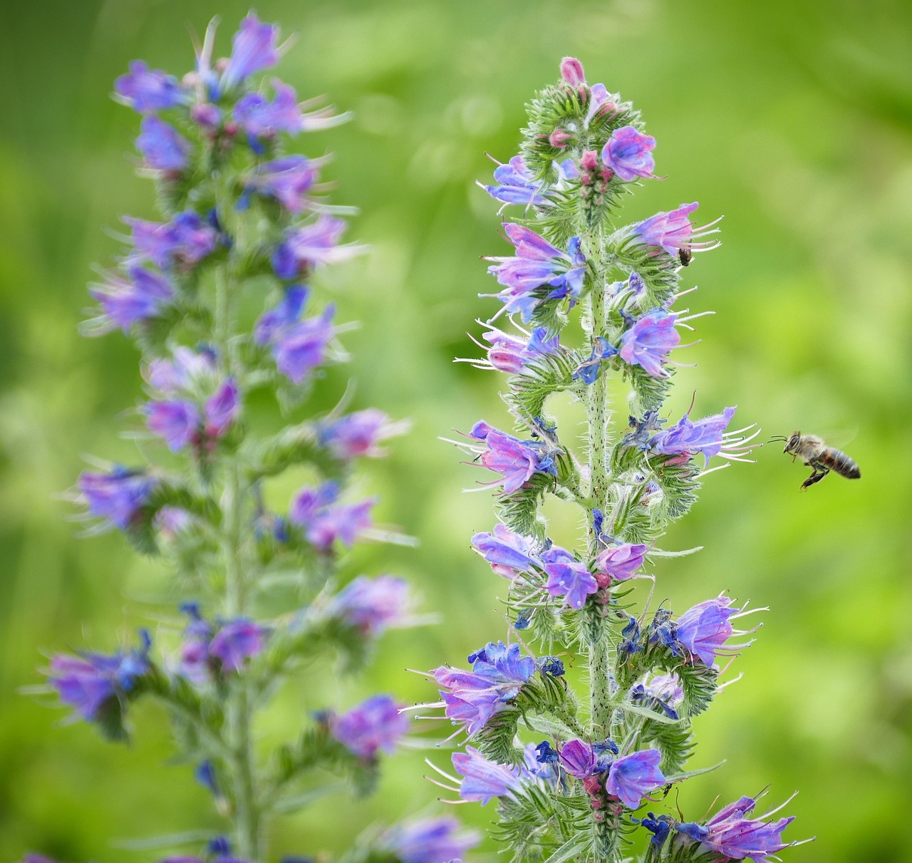 Bee Purple Flowers Pollination - Free photo on Pixabay - Pixabay