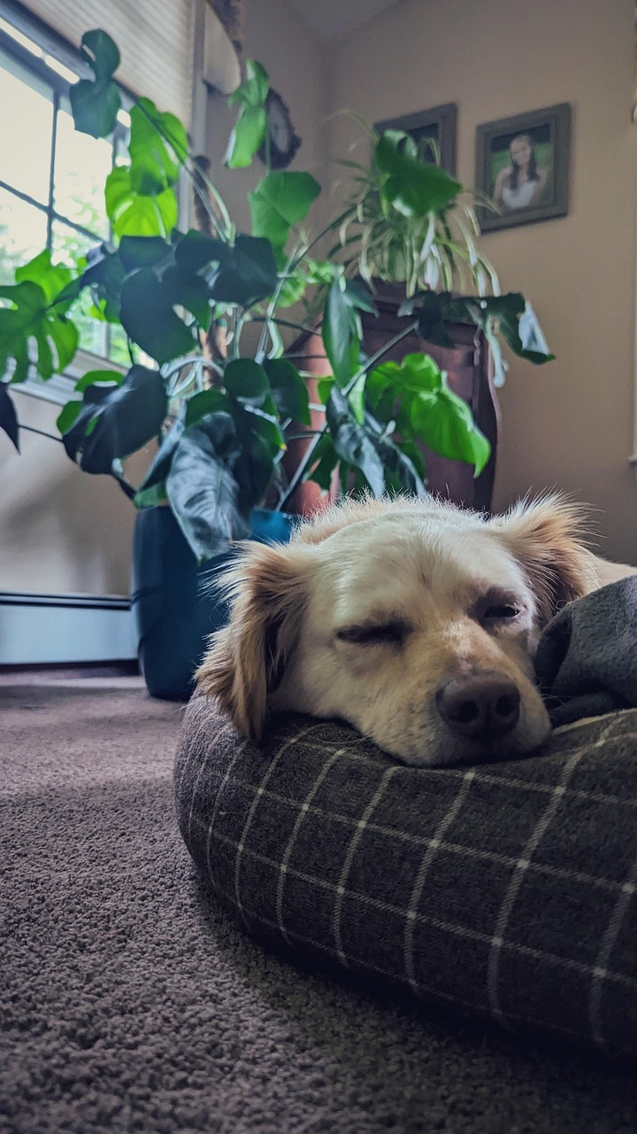 Pet Dog Sleeping - Free photo on Pixabay - Pixabay