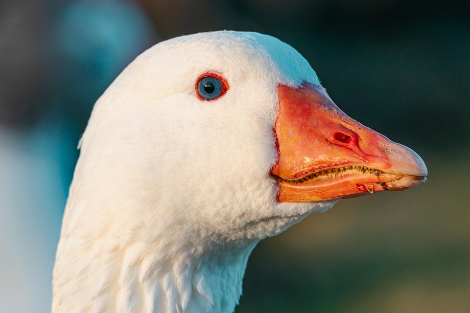 Bird Goose Waterbird - Free photo on Pixabay
