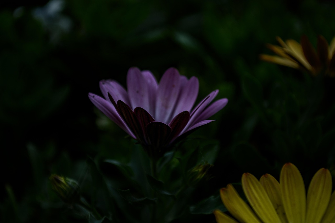 Flores Natureza Jardim - Foto gratuita no Pixabay - Pixabay