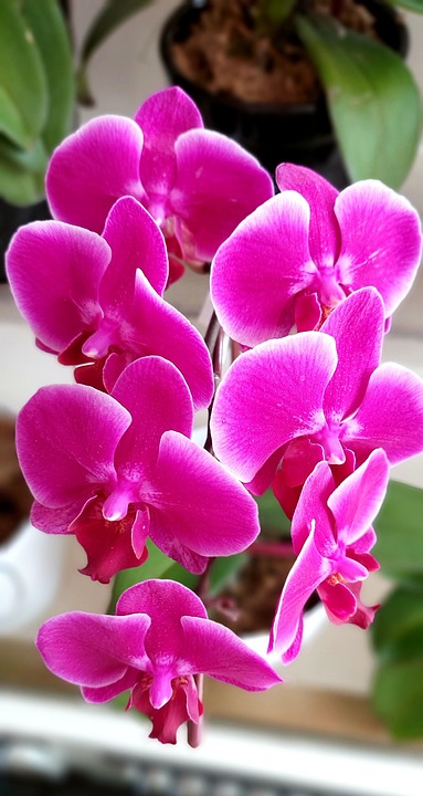 Cooktown Orchid Orchids Pink - Free photo on Pixabay