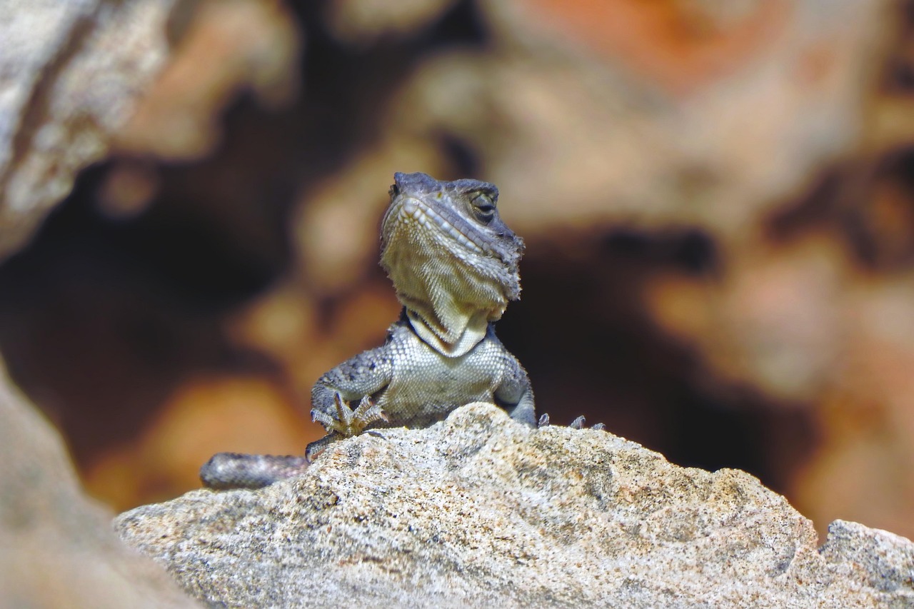 Cyprus Rock Agama Lizard Reptile - Free photo on Pixabay - Pixabay