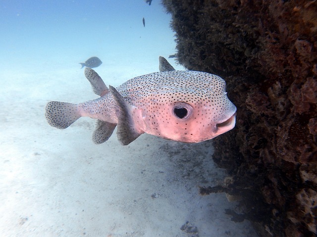 Porcupinefish Pufferfish Puffer - Free photo on Pixabay - Pixabay