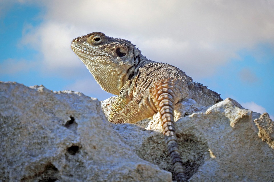 Cyprus Rock Agama Lizard Reptile - Free photo on Pixabay