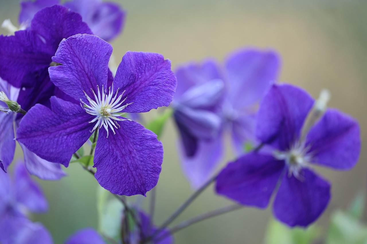 Blue Clematis Flowers - Free photo on Pixabay