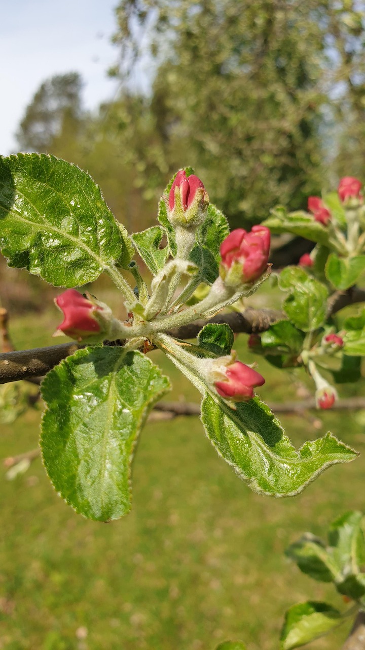 Pomme Fleur De Pommier Le - Photo gratuite sur Pixabay - Pixabay