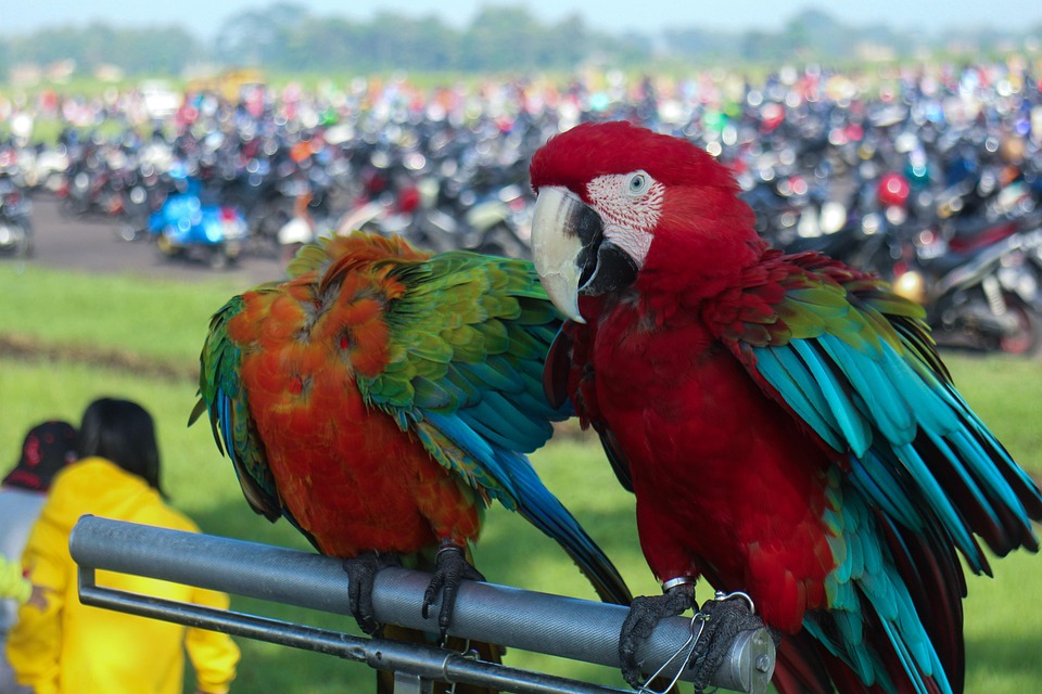 Birds Macau Wildlife - Free photo on Pixabay