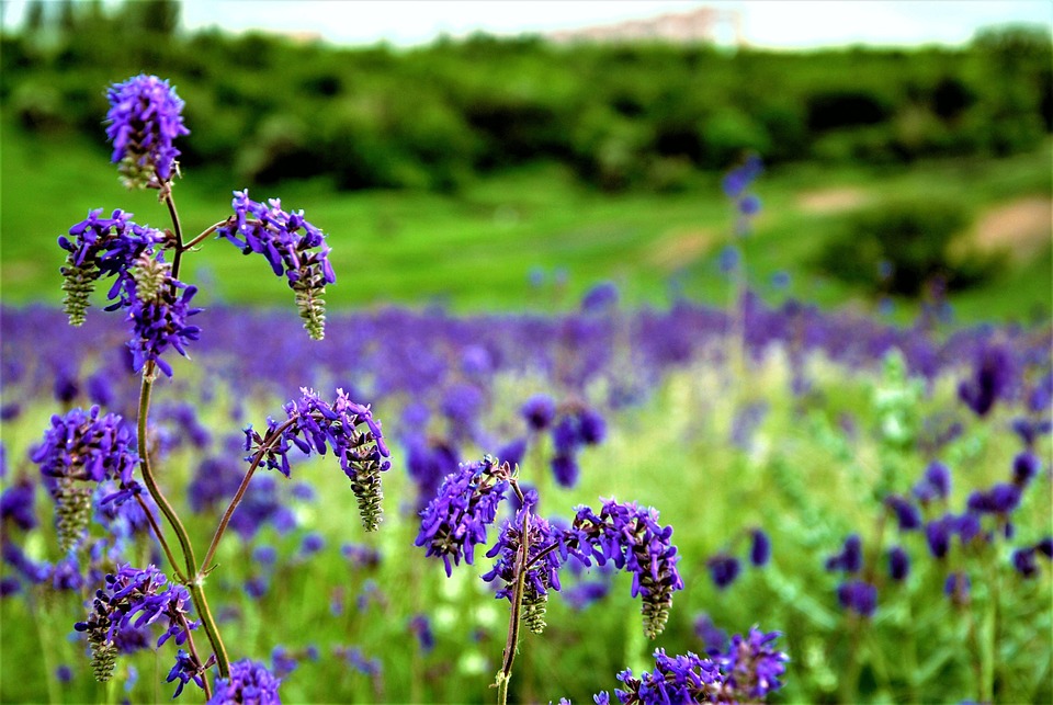 Blumen Die Natur Botanik - Kostenloses Foto auf Pixabay