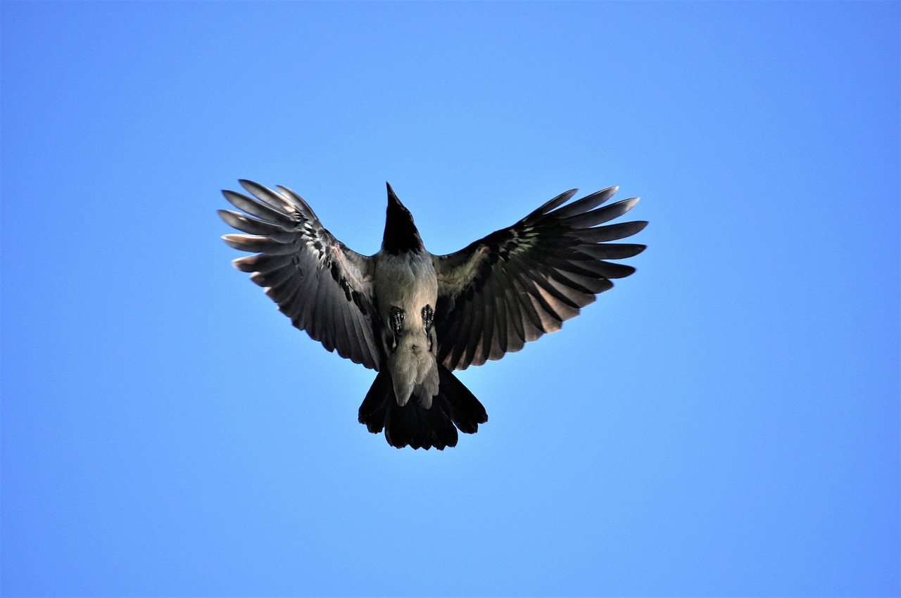 Pájaro Cuervo Ornitología - Foto gratis en Pixabay - Pixabay