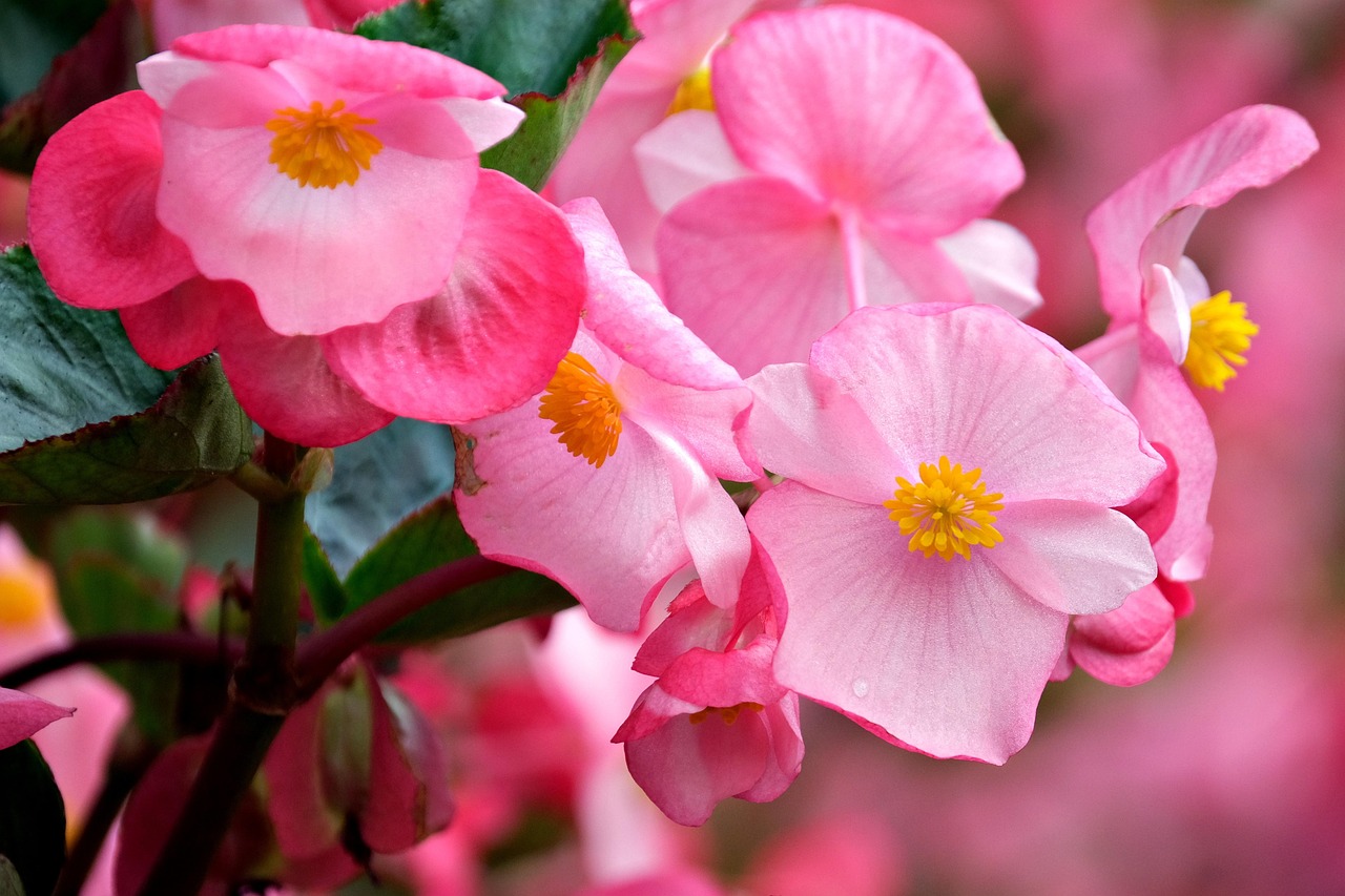 400+ Free Begonia & Nature Images - Pixabay