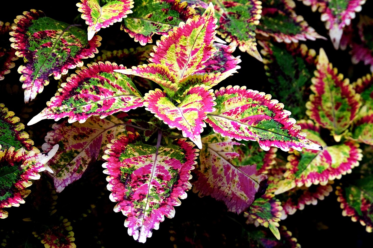 Coleus Leaves Flora - Free photo on Pixabay - Pixabay