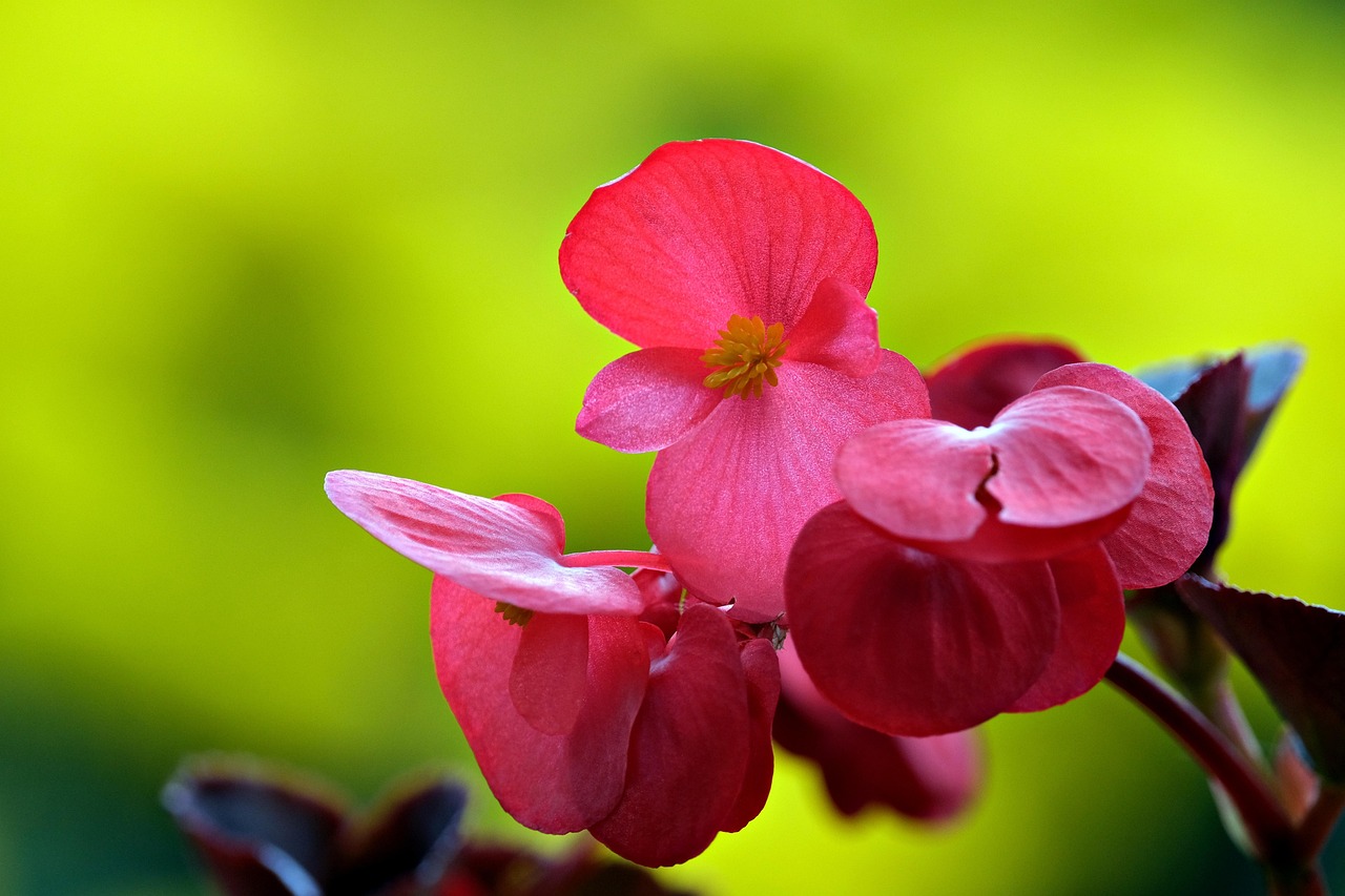 Flower Begonia Flora - Free photo on Pixabay