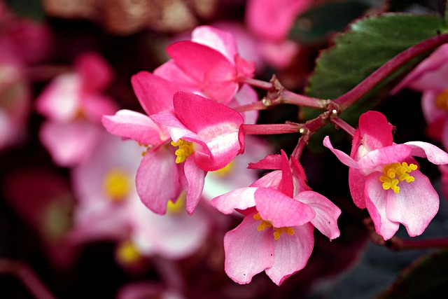 Flower Begonia Flora - Free photo on Pixabay - Pixabay