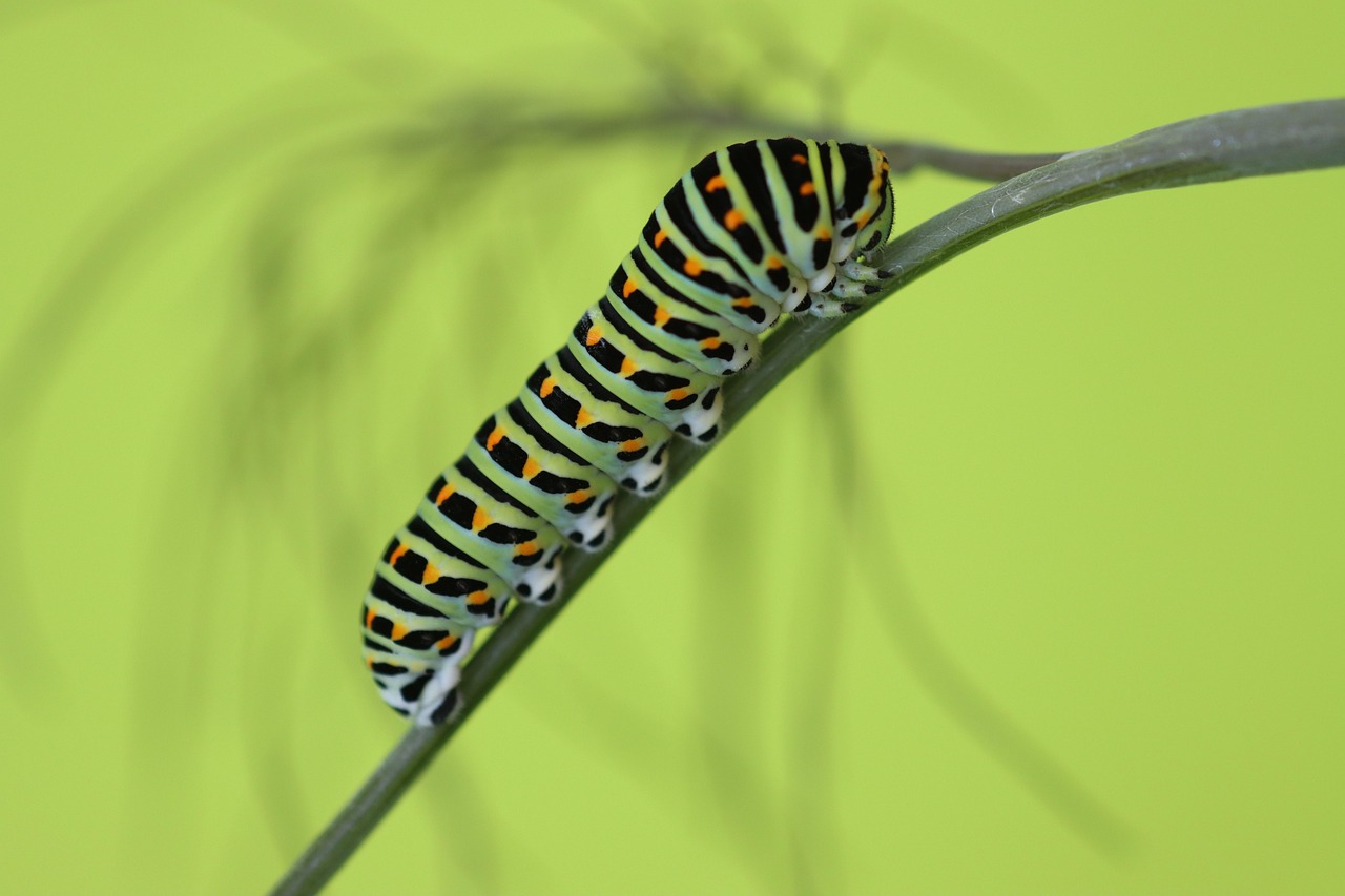 800+ Free Larva & Caterpillar Images - Pixabay