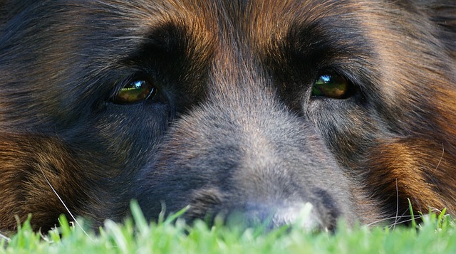 Shepherd Dog Domestic Animal - Free photo on Pixabay