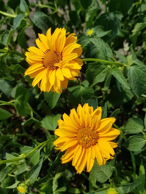 Yellow Flowers Rough Sunflower - Free photo on Pixabay - Pixabay