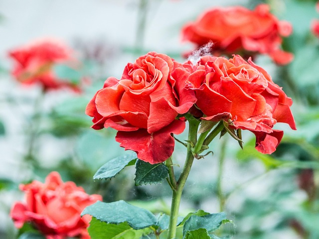Blomster Roser Plante - Gratis foto på Pixabay