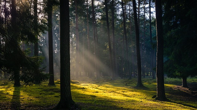 200,000+ Free Woods & Forest Images - Pixabay
