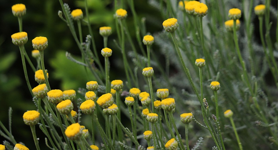 Flowers Plants Leaves - Free photo on Pixabay