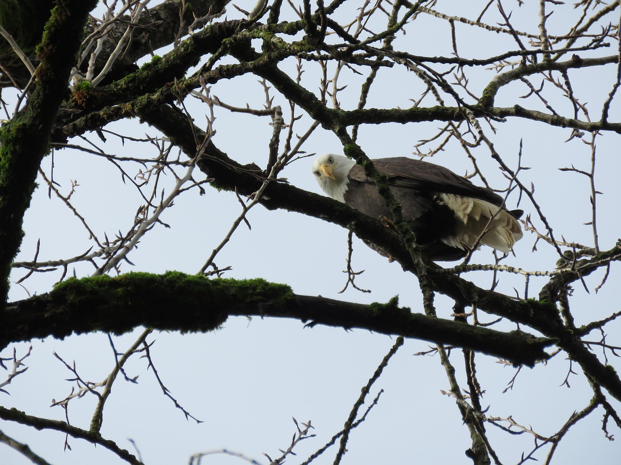 Aigle En Regardant - Photo gratuite sur Pixabay - Pixabay