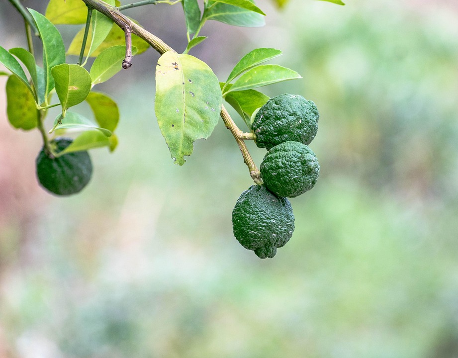 Frutas Cítricas Citrino Limão - Foto gratuita no Pixabay