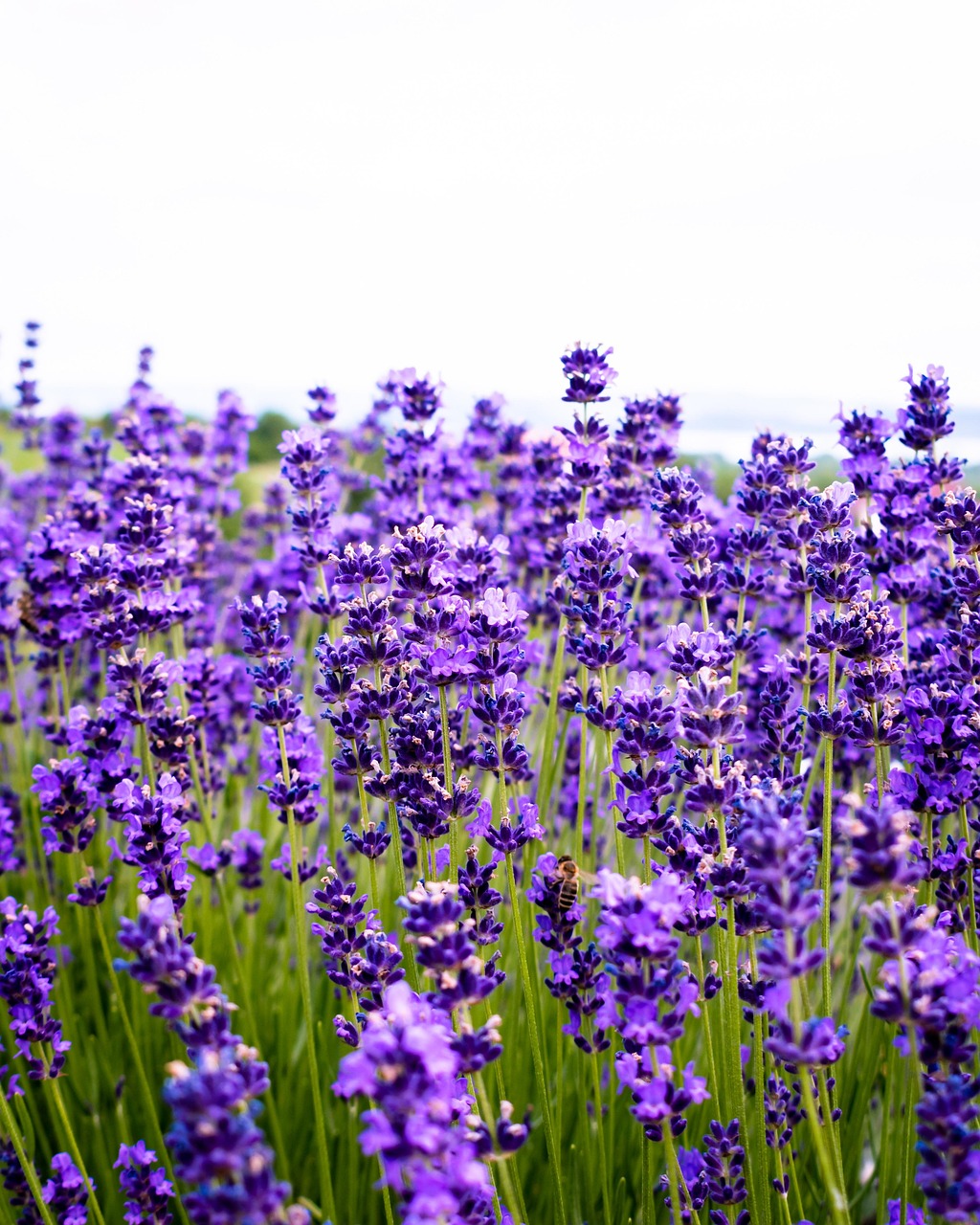 Lavande Champ De Fleurs - Photo gratuite sur Pixabay - Pixabay