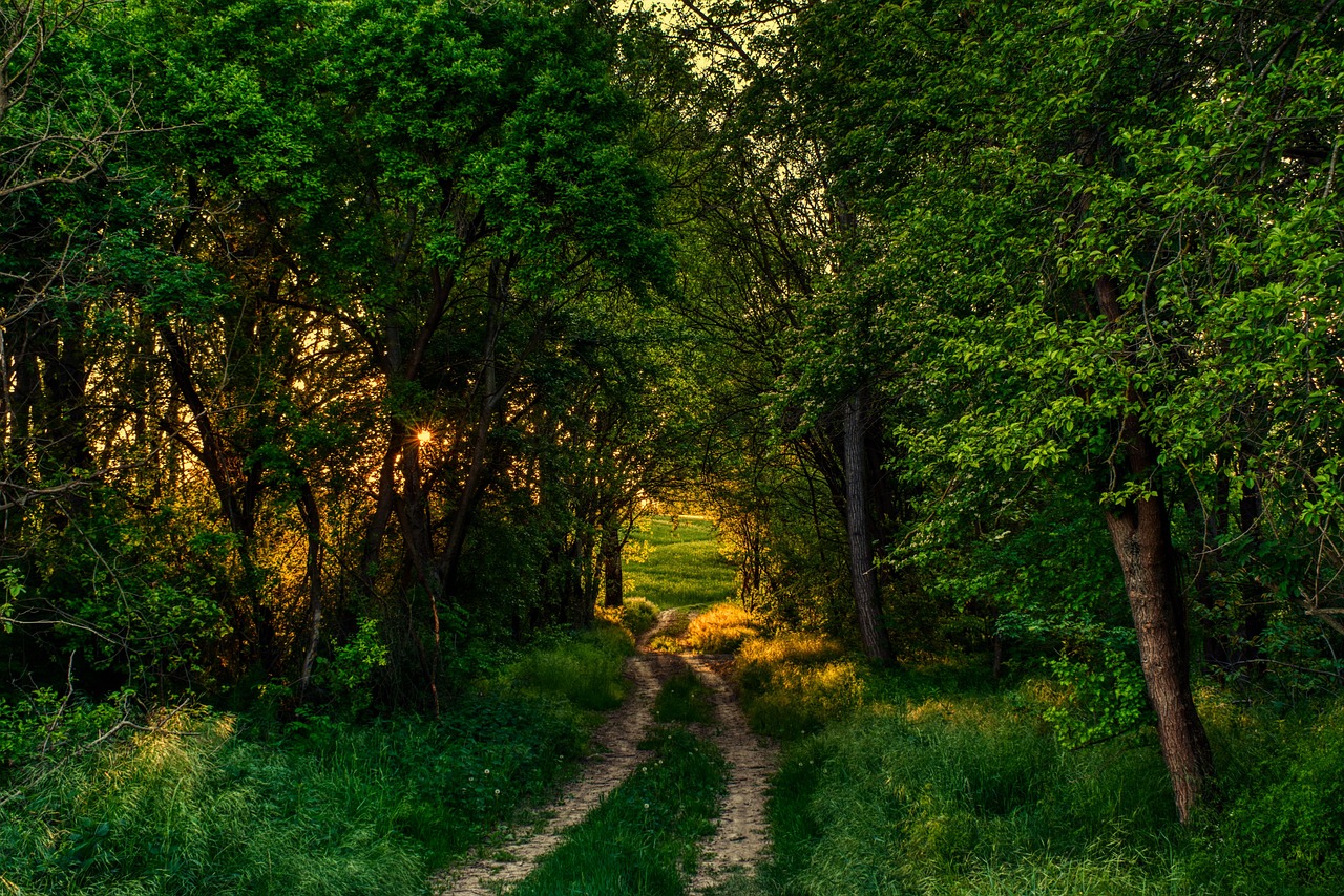 Camino De Tierra Bosque Atardecer - Foto gratis en Pixabay - Pixabay