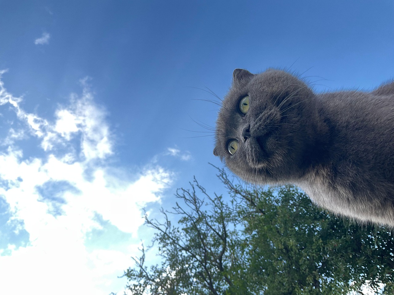 Foto Katze Natur - Kostenloses Foto auf Pixabay - Pixabay