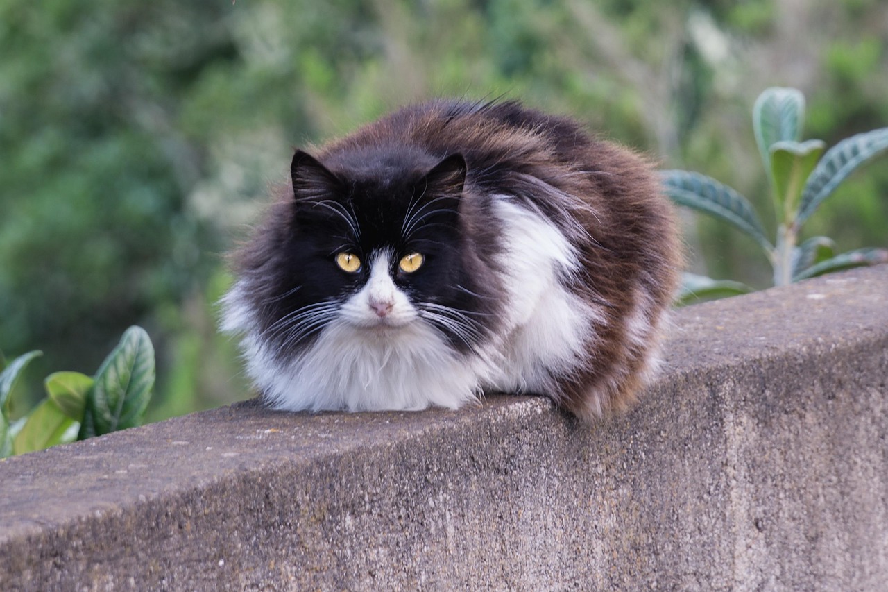 Cat Les Yeux Fourrure Animal - Photo gratuite sur Pixabay - Pixabay