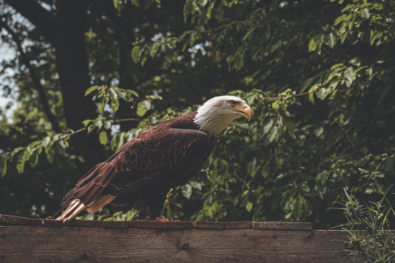 Eagle Bald Bird - Free photo on Pixabay - Pixabay