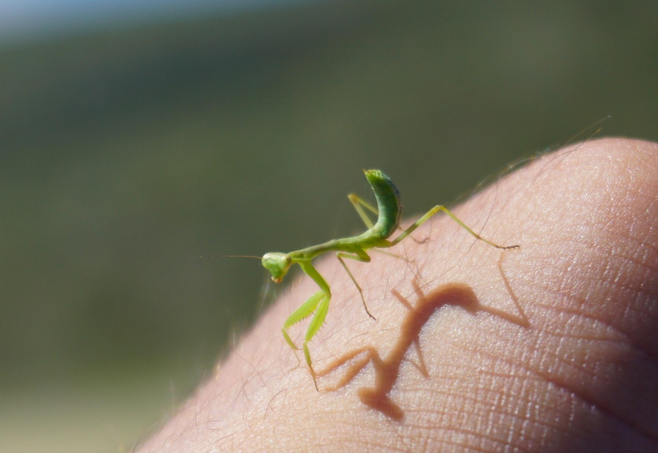 Insect European Mantis Religious - Free photo on Pixabay - Pixabay