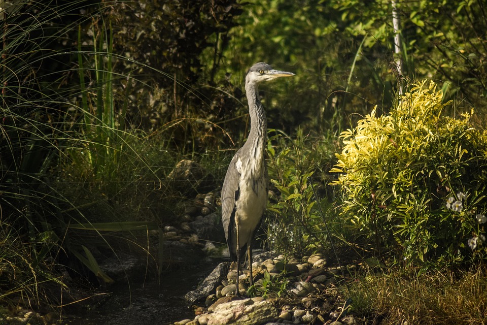 Heron Bird Animal - Free photo on Pixabay - Pixabay