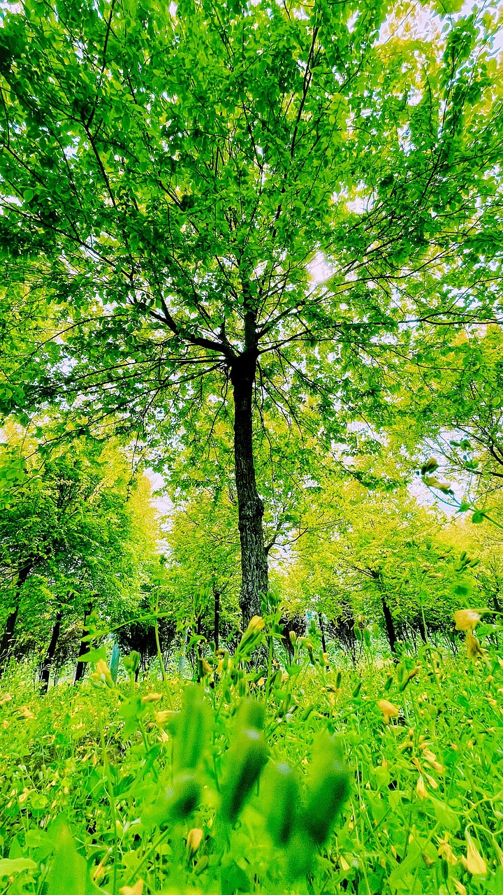 Verde Bosque - Foto gratis en Pixabay - Pixabay